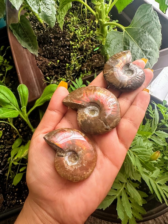 Ammonite Shells – Crystalgirlalways LLC